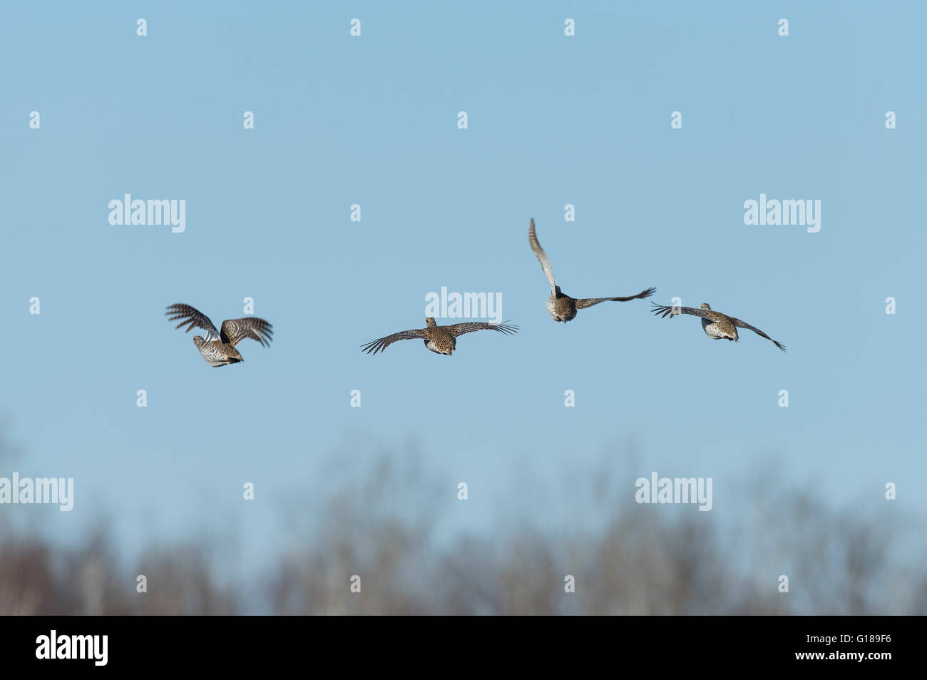 Flying Sharptail Grouse Stock Photo - Alamy