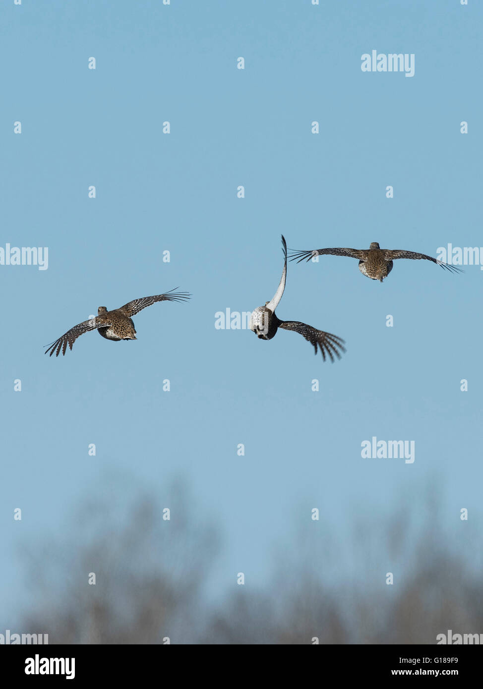 Sharp Tailed Grouse Flying