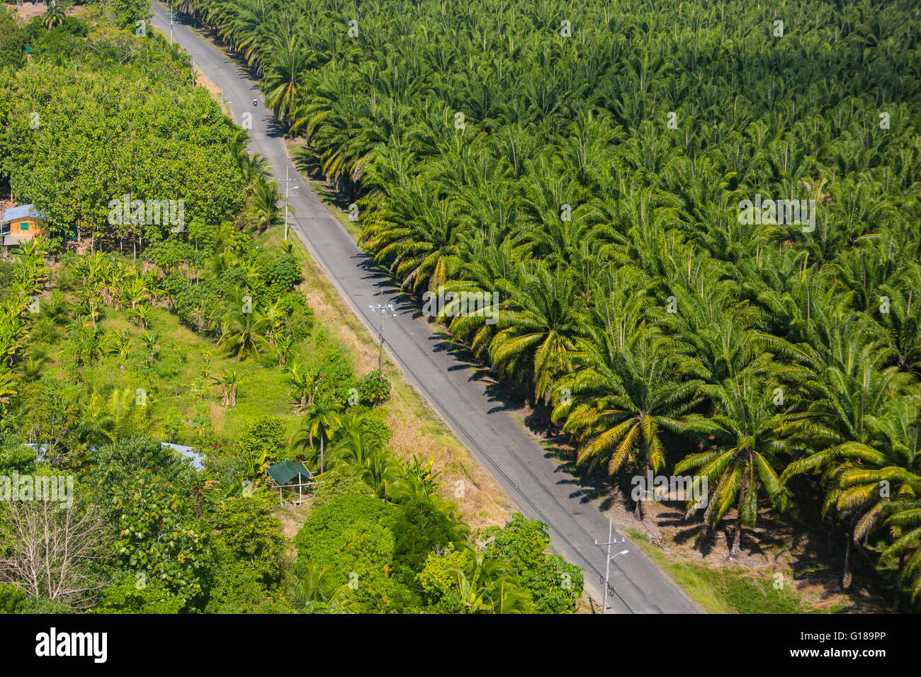 PALMAR SUR, COSTA RICA - Aerial of palm oil plantation, and road, in ...