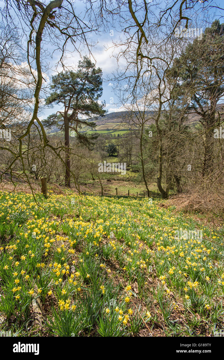 Daffodil time at Farndale, North Yorkshire. Church Houses Stock Photo ...