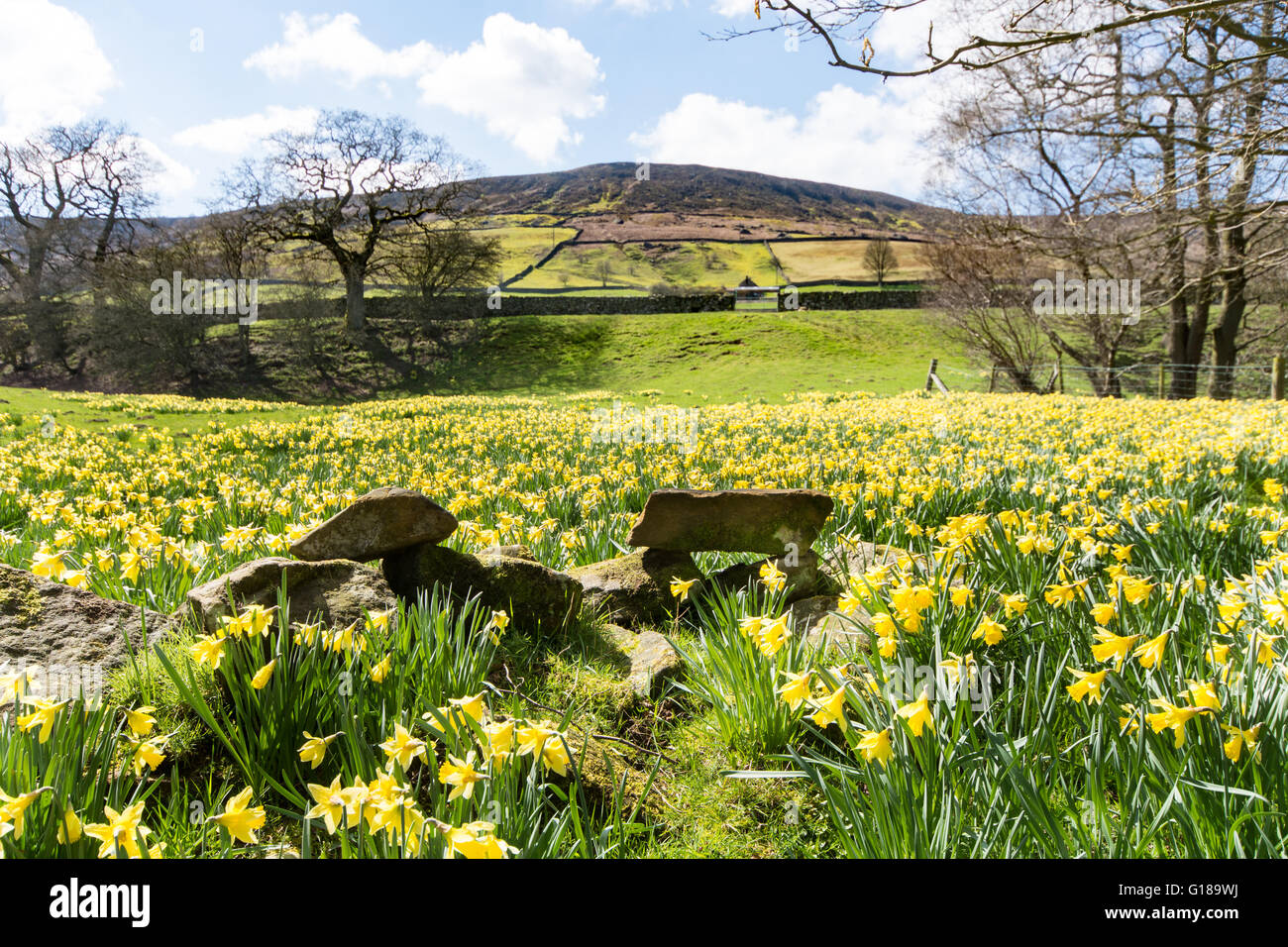 Daffodil time at Farndale, North Yorkshire. Church Houses Stock Photo ...