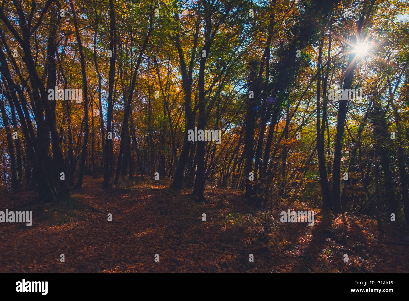 Colorful woods and forest in autumn Stock Photo - Alamy