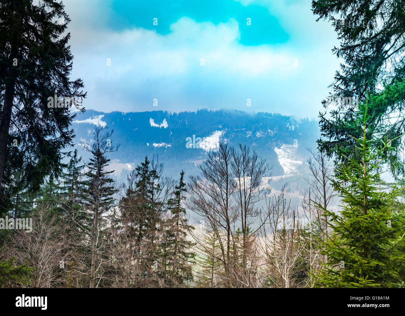 Forested mountain slope in low lying clouds Stock Photo - Alamy