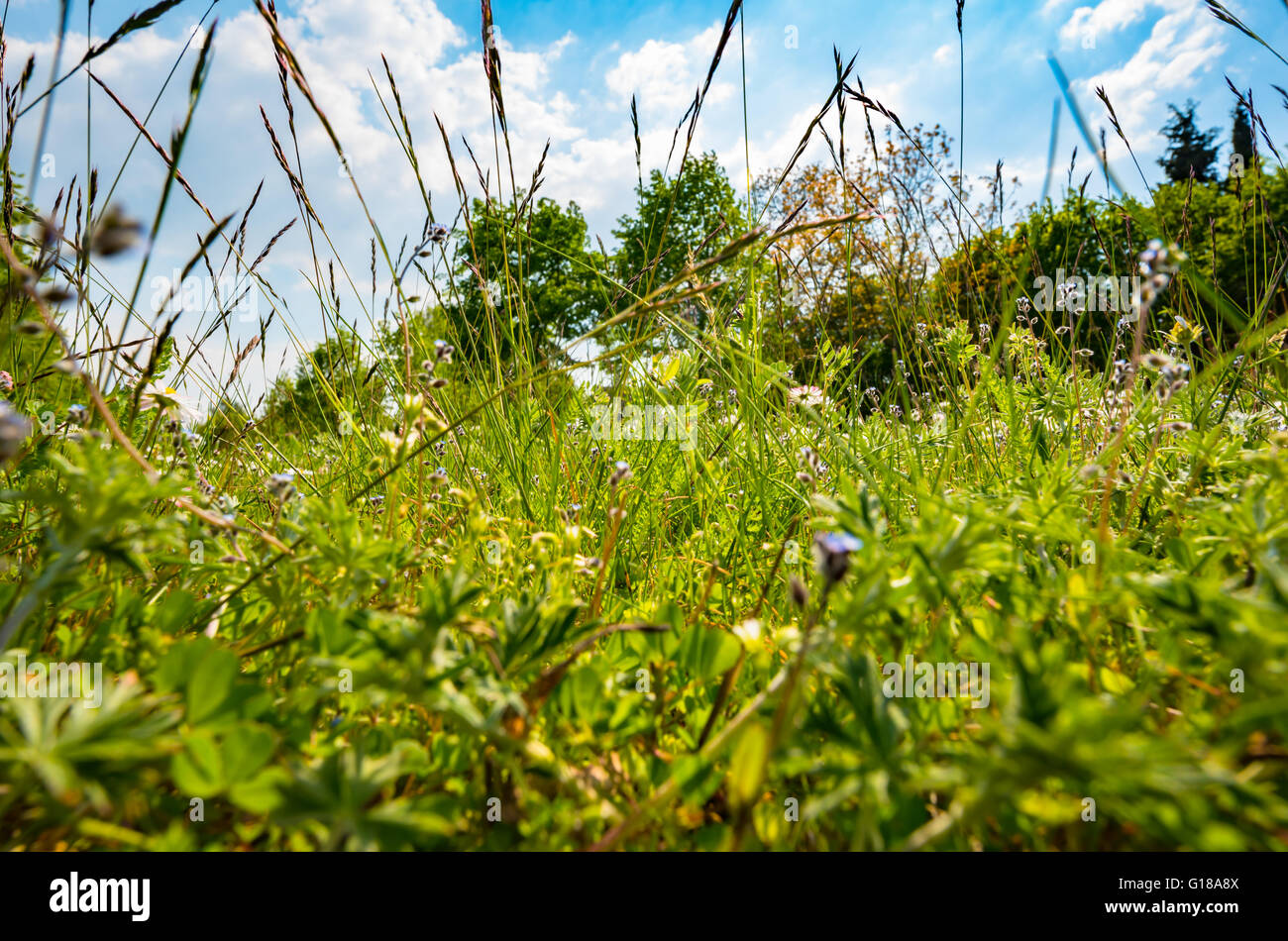 greeen park grass Stock Photo - Alamy
