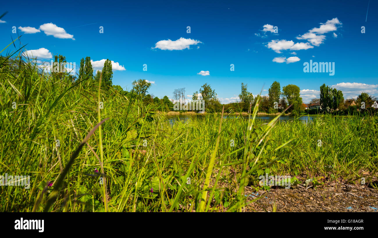 greeen park grass Stock Photo - Alamy