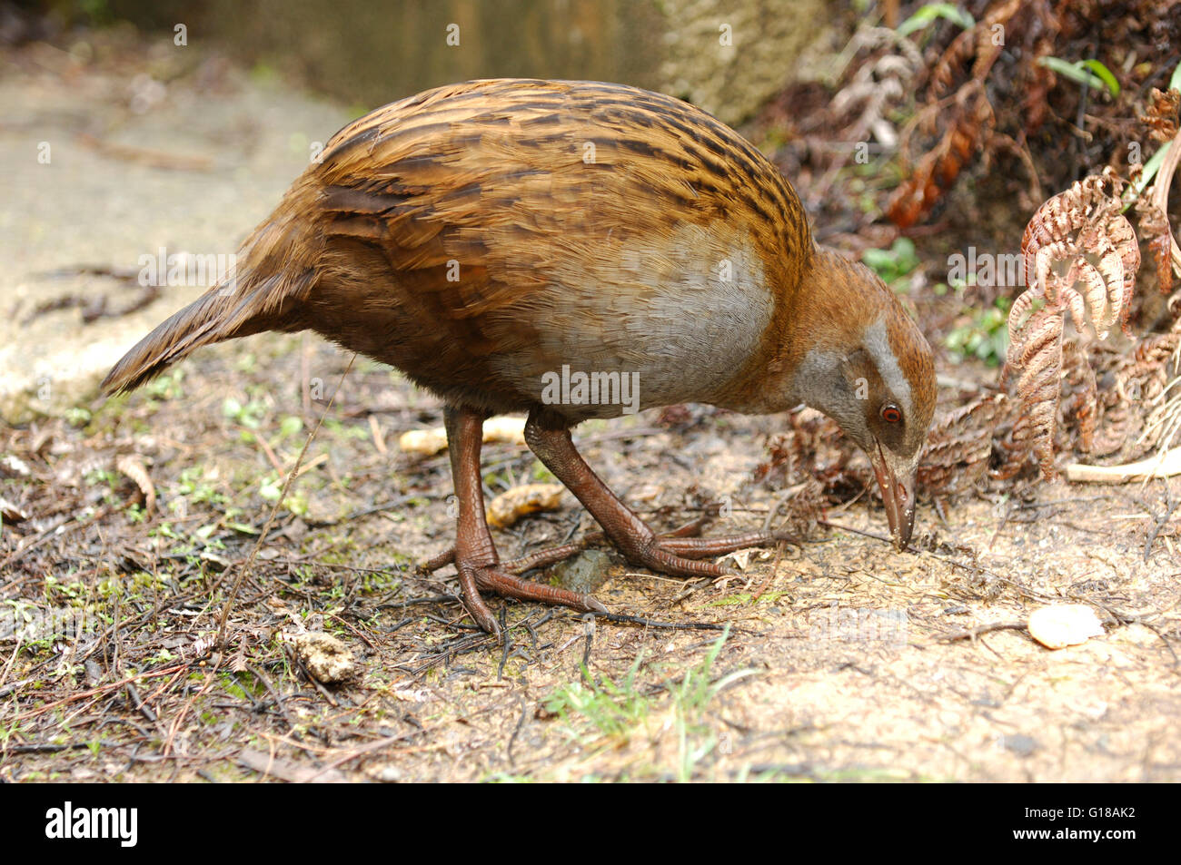 New Zealand Native flightless bird, North Island Weka (Gallirallus ...