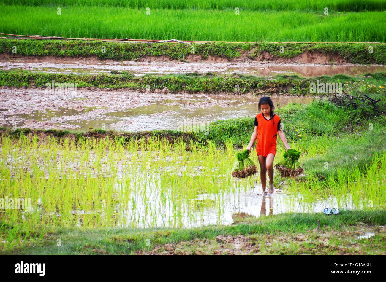 Laos Rice Farming High Resolution Stock Photography and Images - Alamy