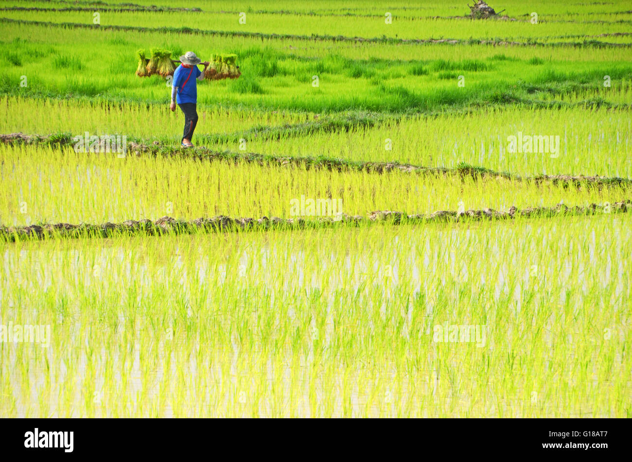 Growing rice in laos hi-res stock photography and images - Alamy