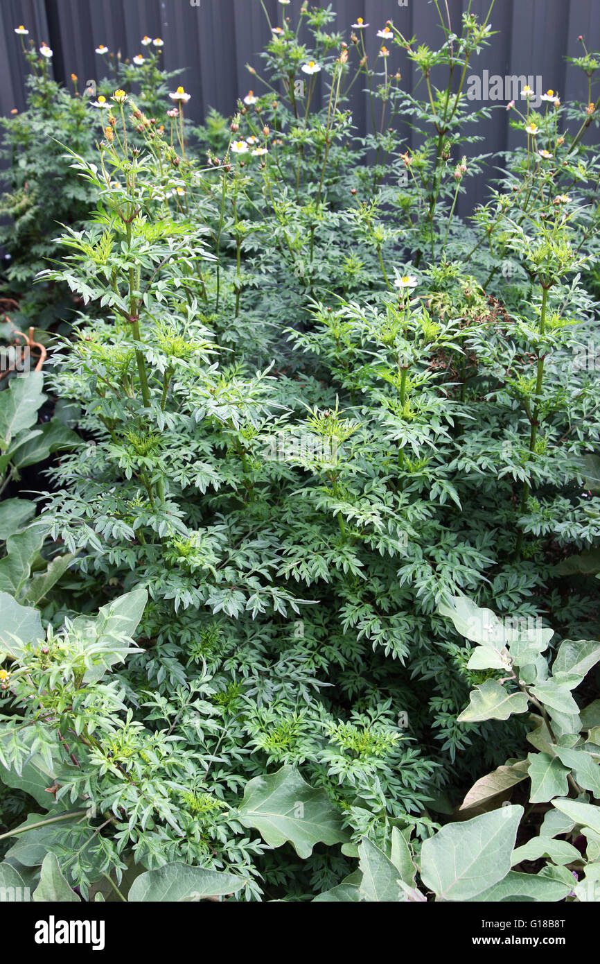 Potted caudatus hi-res stock photography and images - Alamy