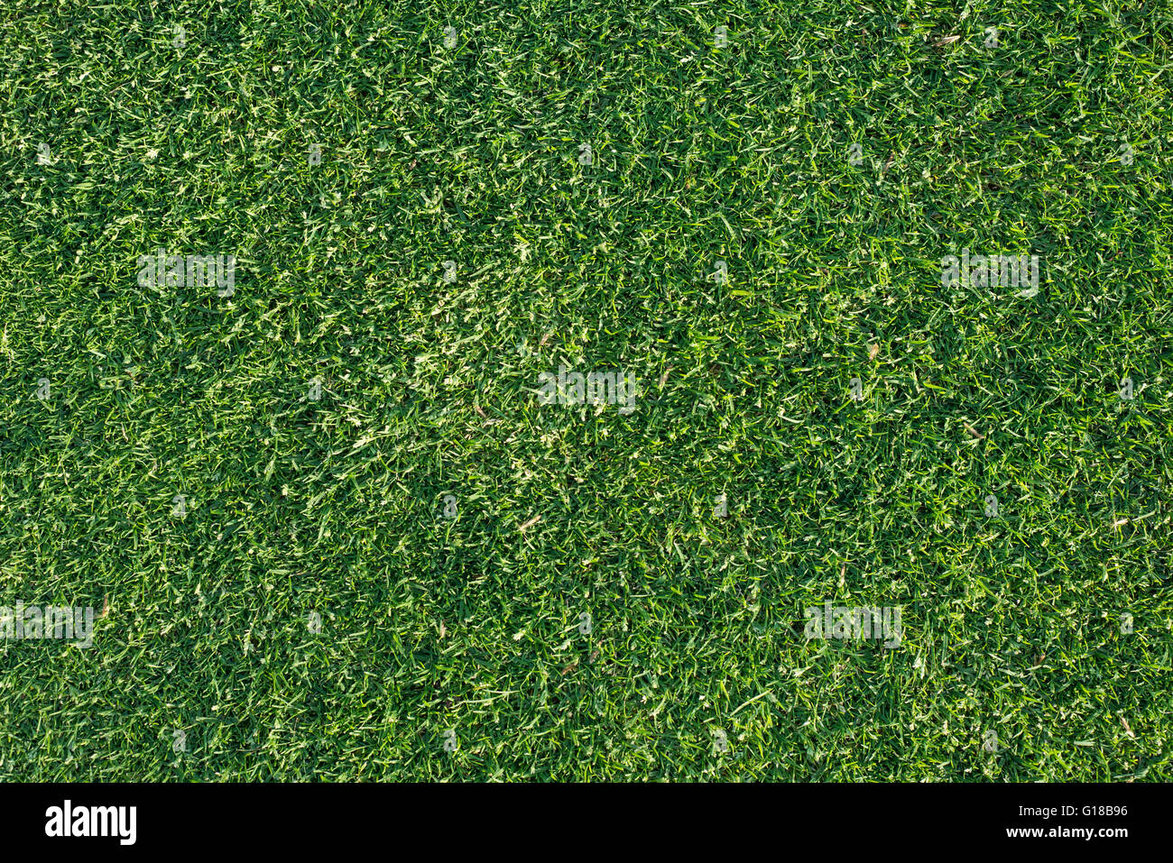 Texture of grass from a golf course Stock Photo - Alamy