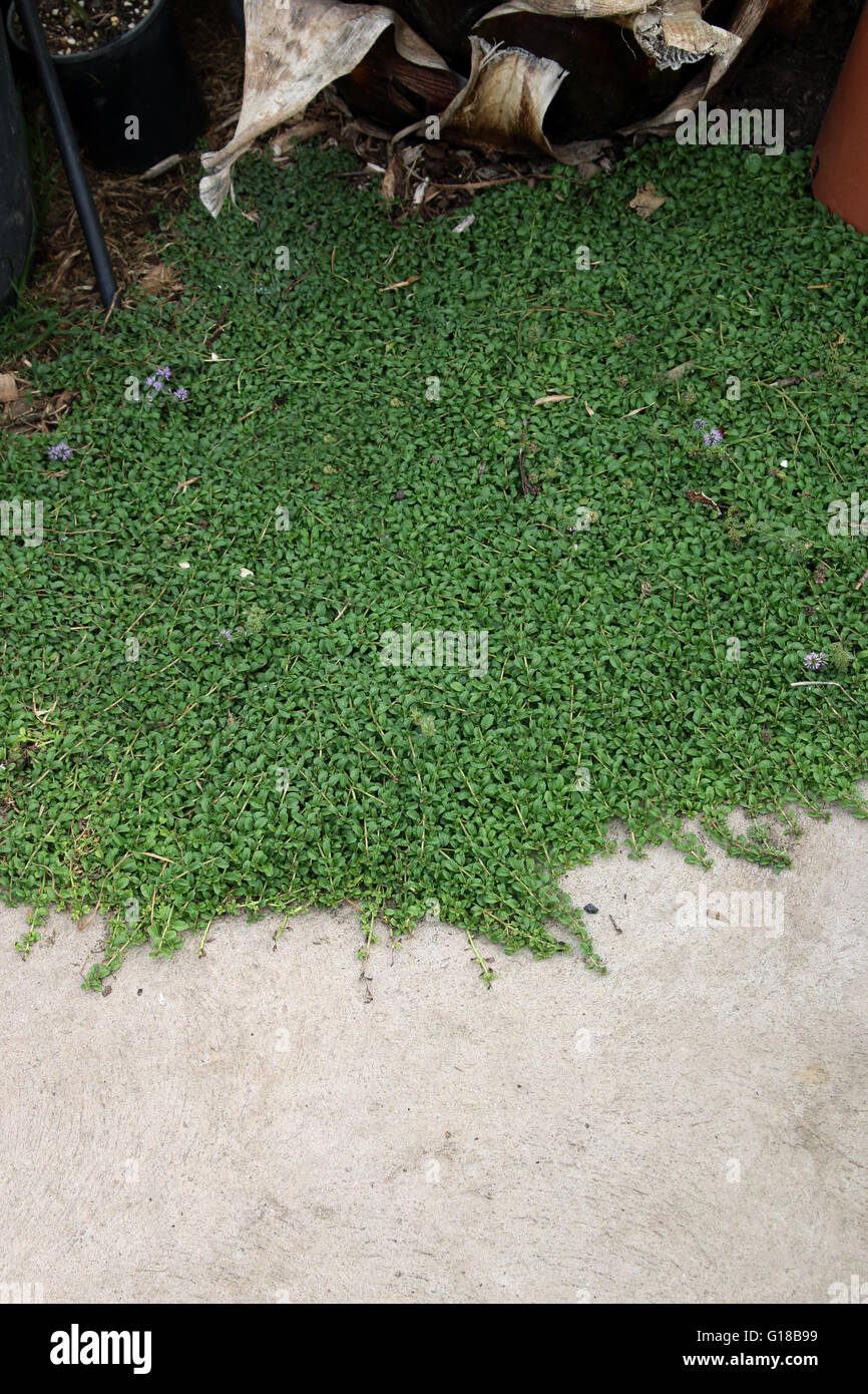 Pennyroyal Ground Cover
