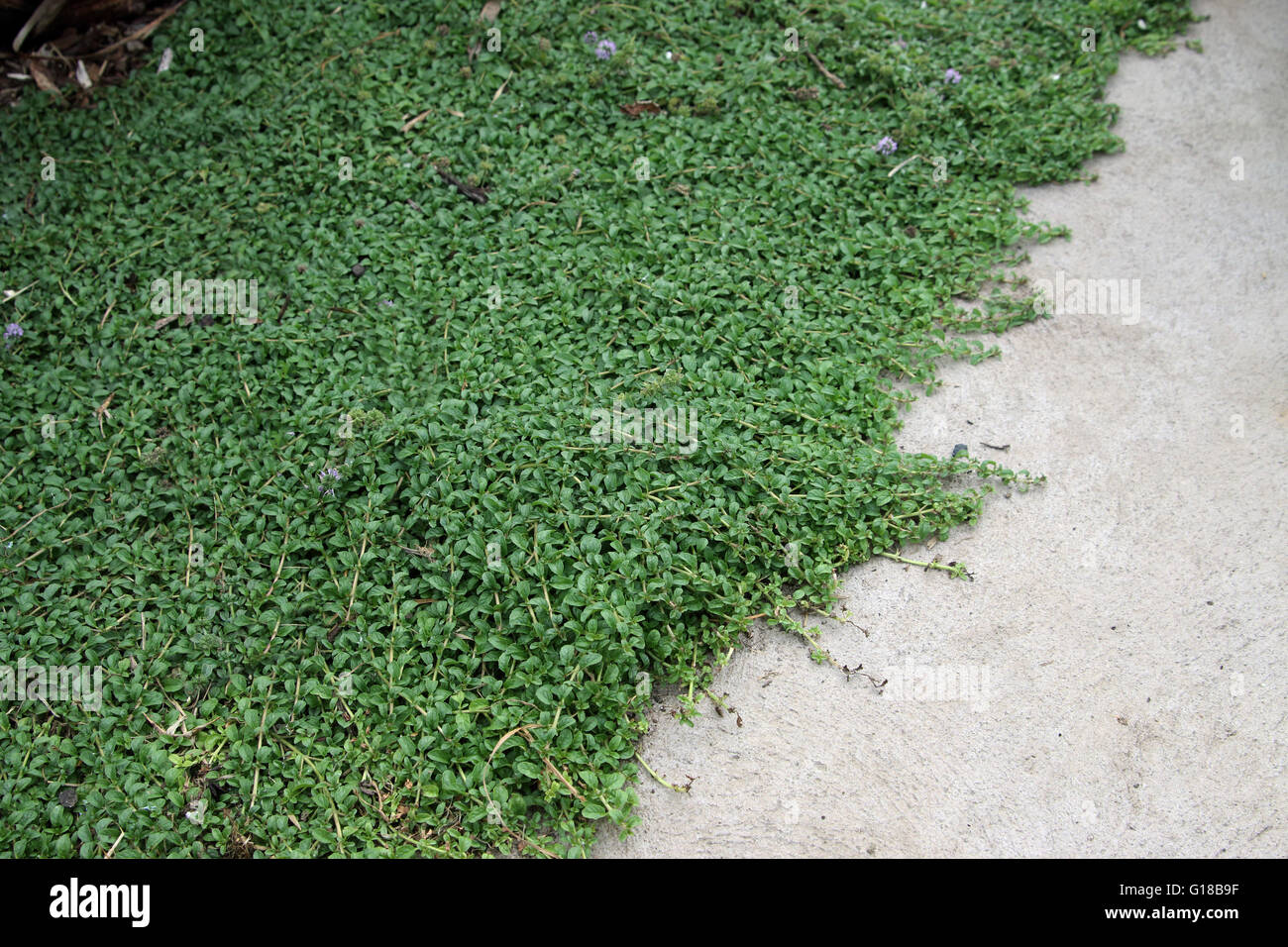 Pennyroyal mint hi-res stock photography and images - Alamy