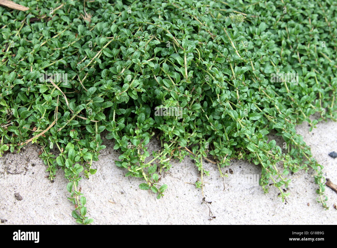 Pennyroyal herb High Resolution Stock Photography and Images - Alamy