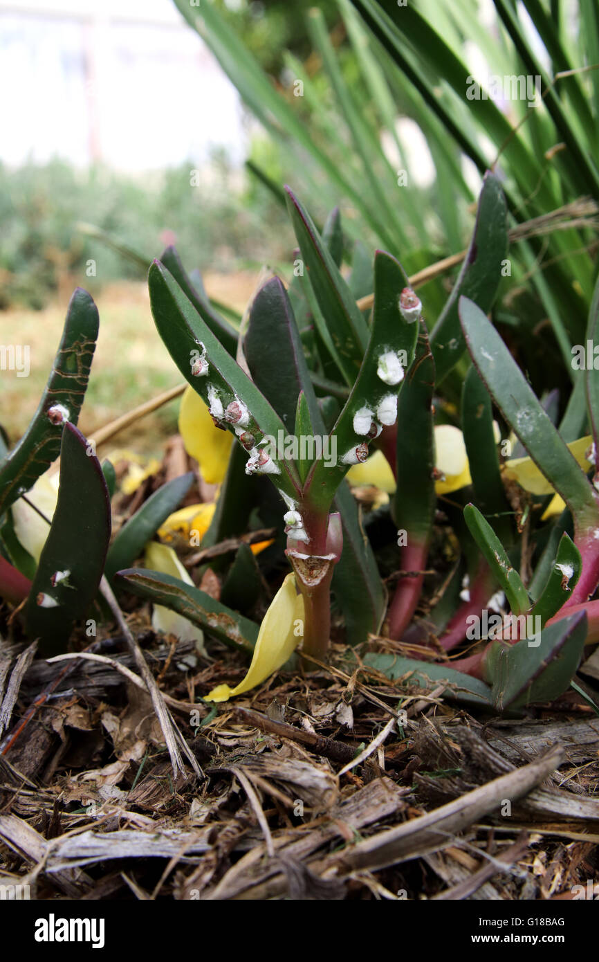 Scale insect maple hi-res stock photography and images - Alamy