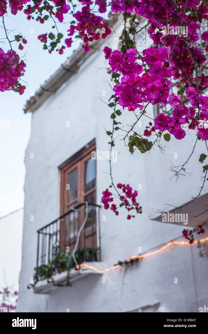 Flowers with tipical spanish architecture in Marbella Stock Photo - Alamy