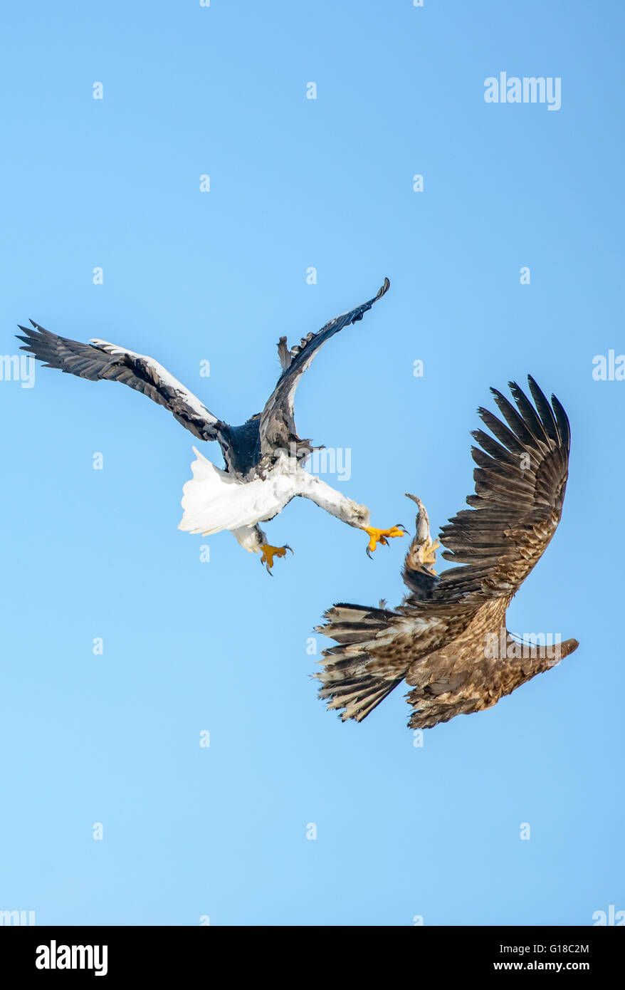 Birds stealing fish hi-res stock photography and images - Alamy