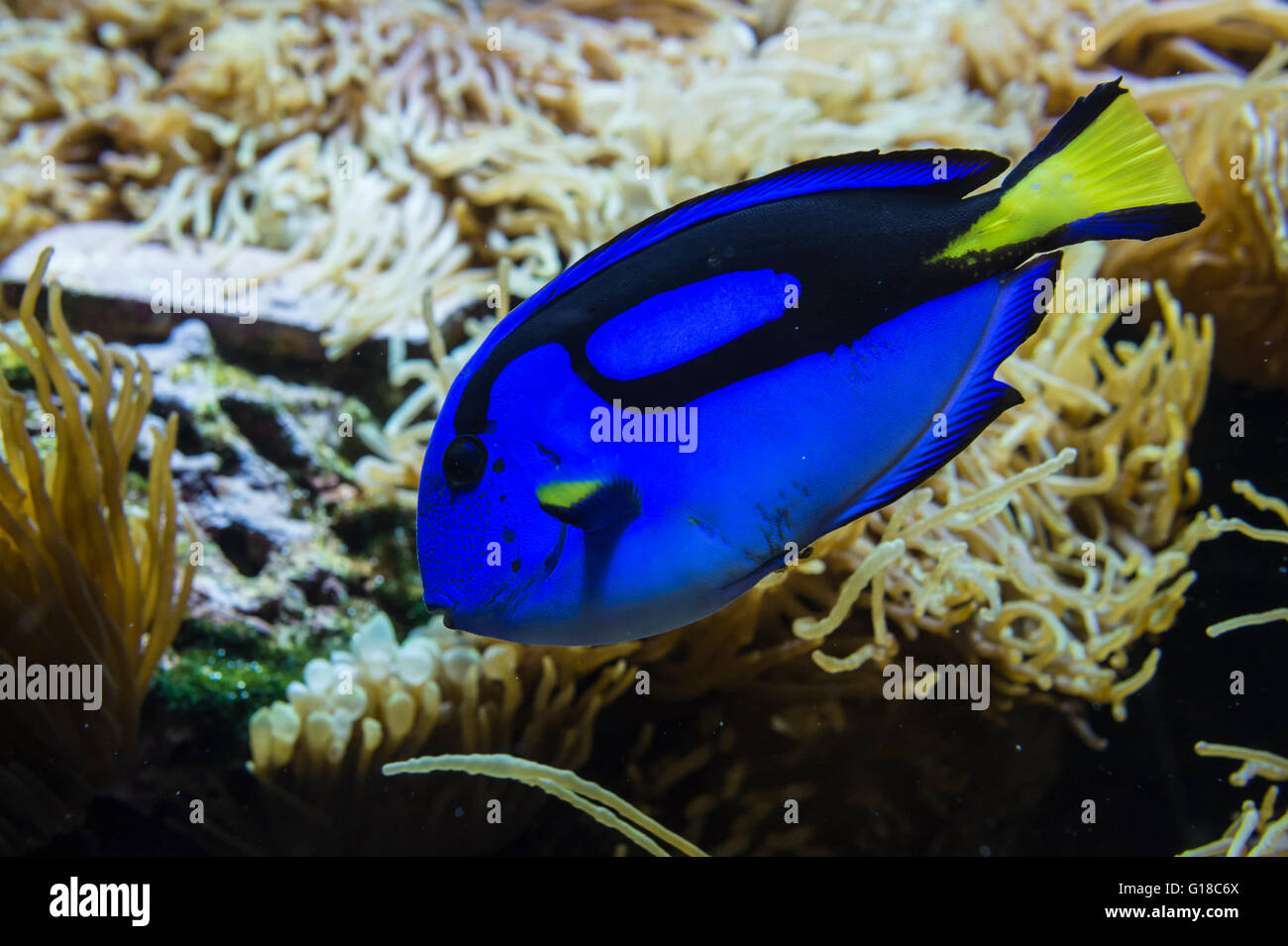Blue surgeonfish hi-res stock photography and images - Alamy