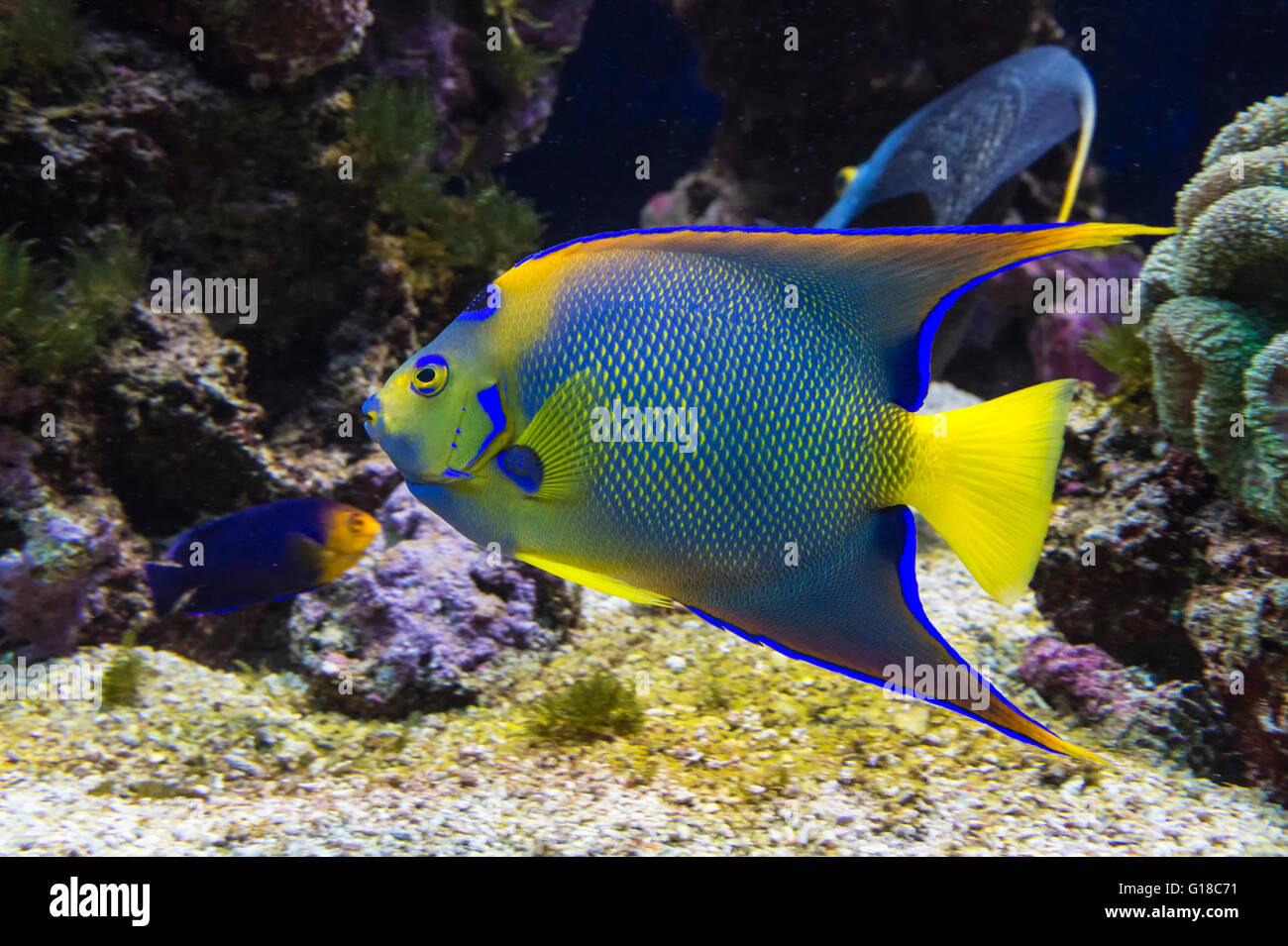Queen Angelfish (Holacanthus ciliaris), Oceanic Museum, Monaco Stock ...