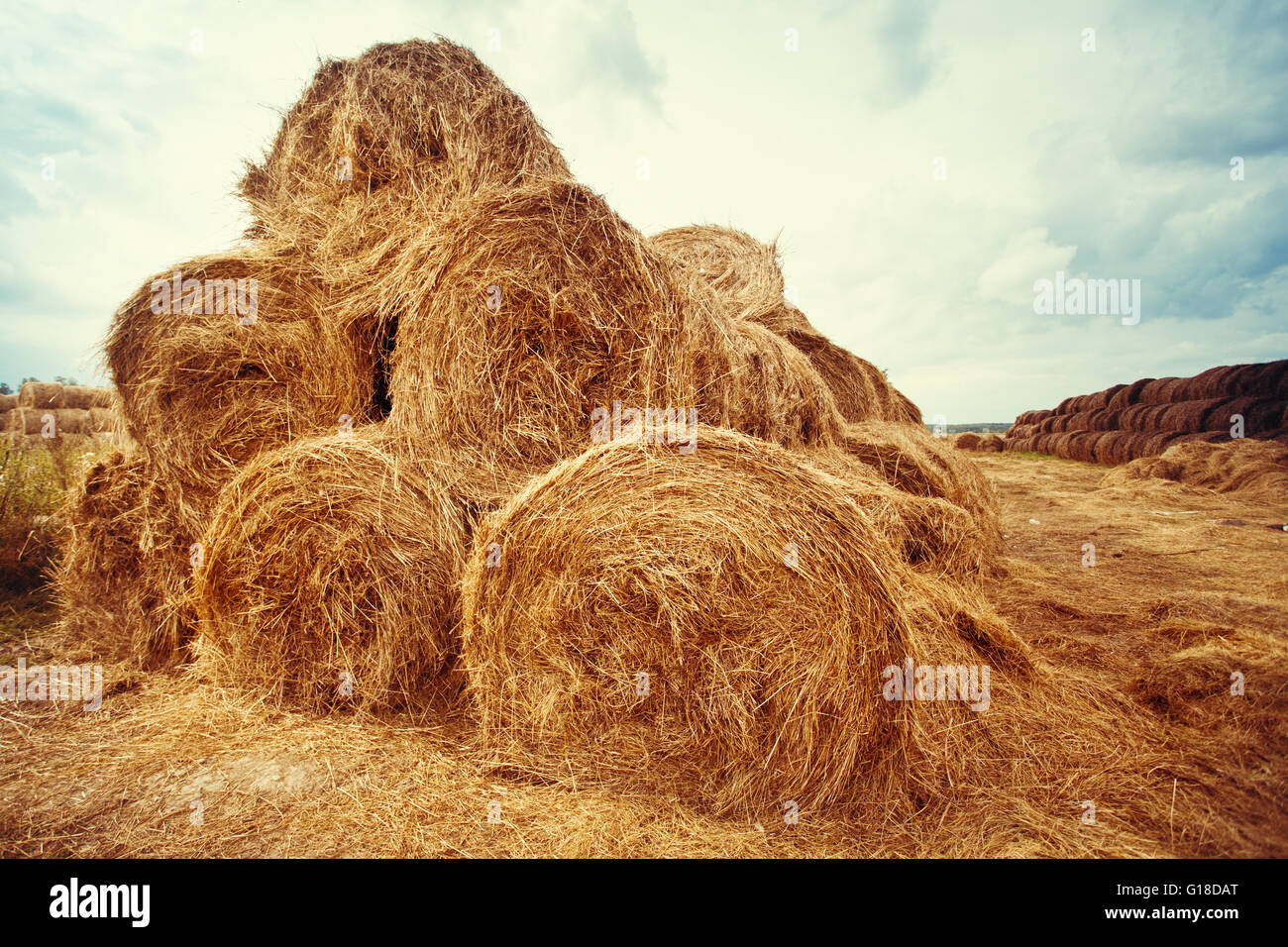 Hay bales on the field at summer time. Agriculture background and ...