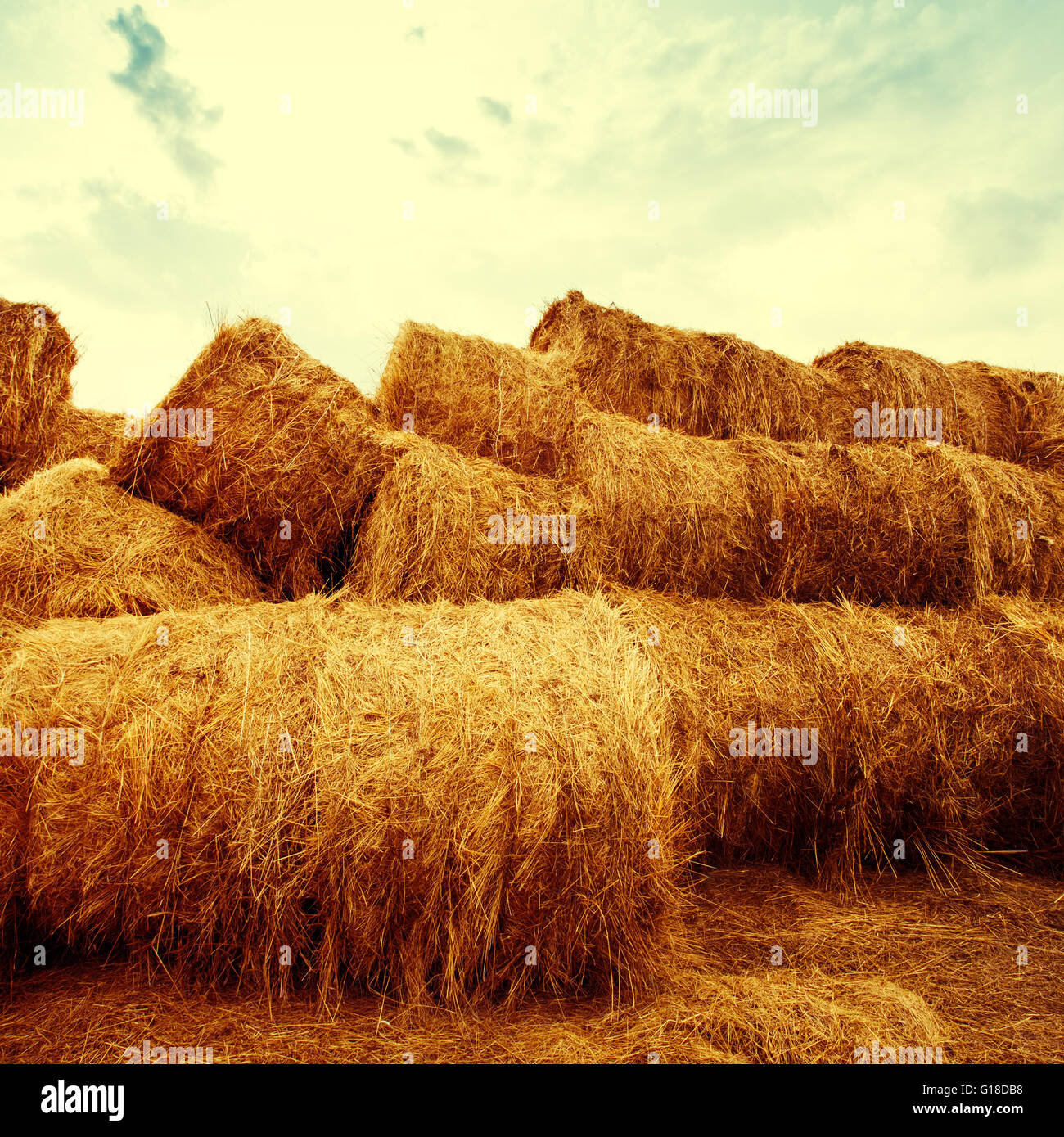 Golden hay bales on the field at sunset. Agriculture background and ...