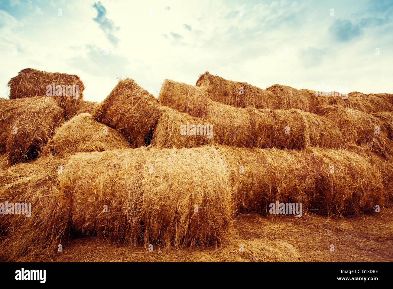 Golden hay bales on the field at sunset. Agriculture background and ...