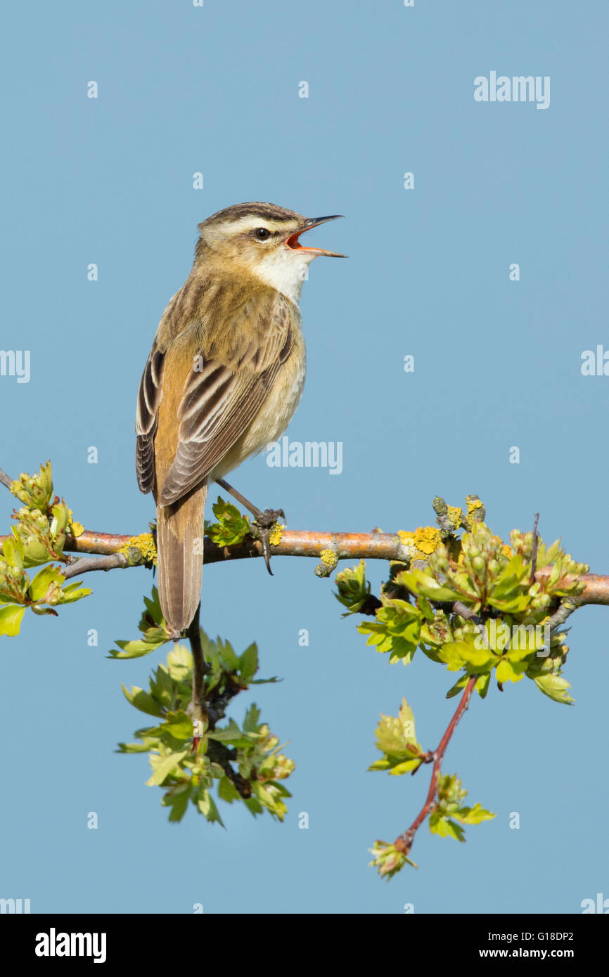 sedge warbler singing Stock Photo - Alamy