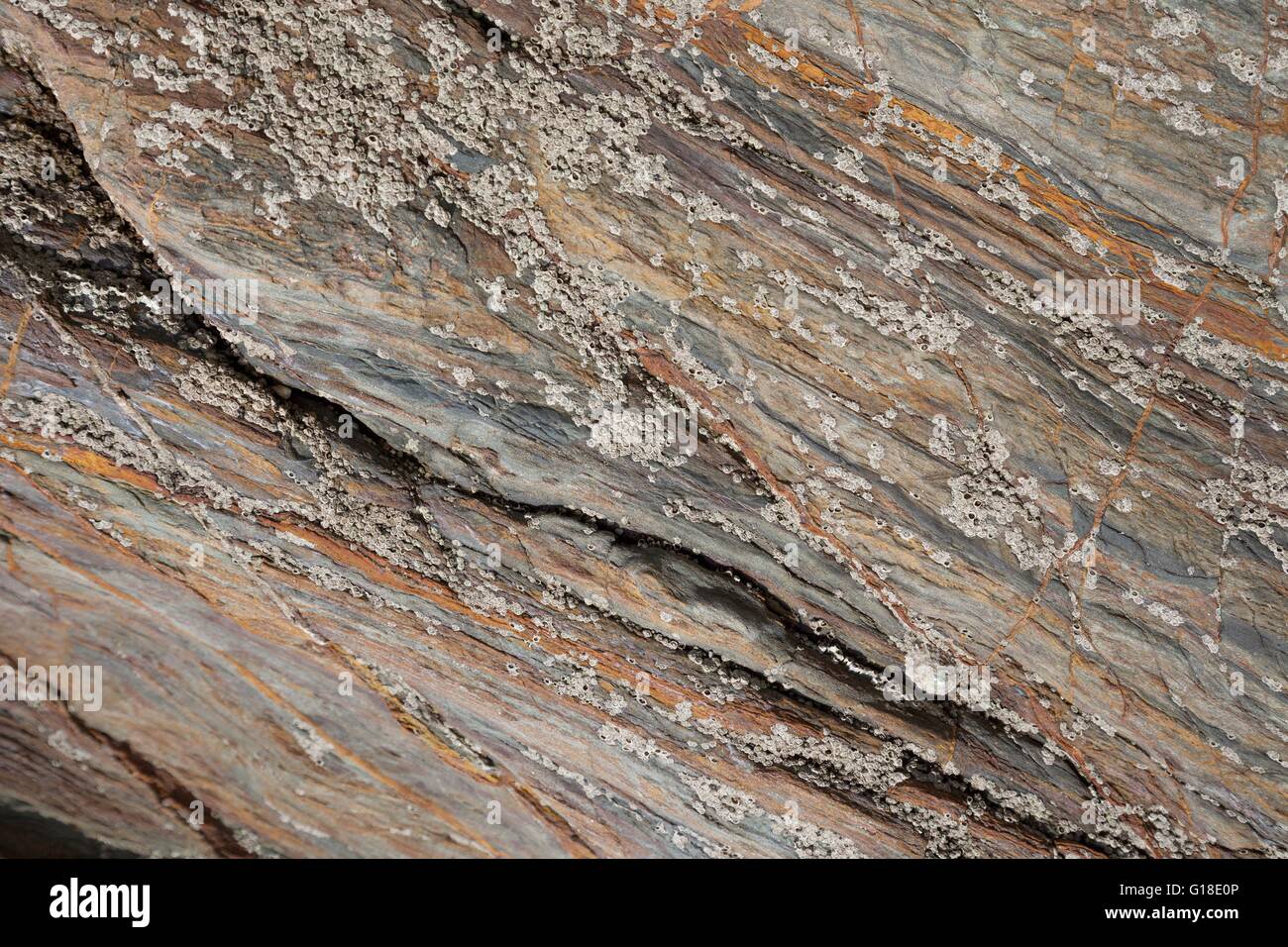 Barnacles barnacles shells hi-res stock photography and images - Alamy