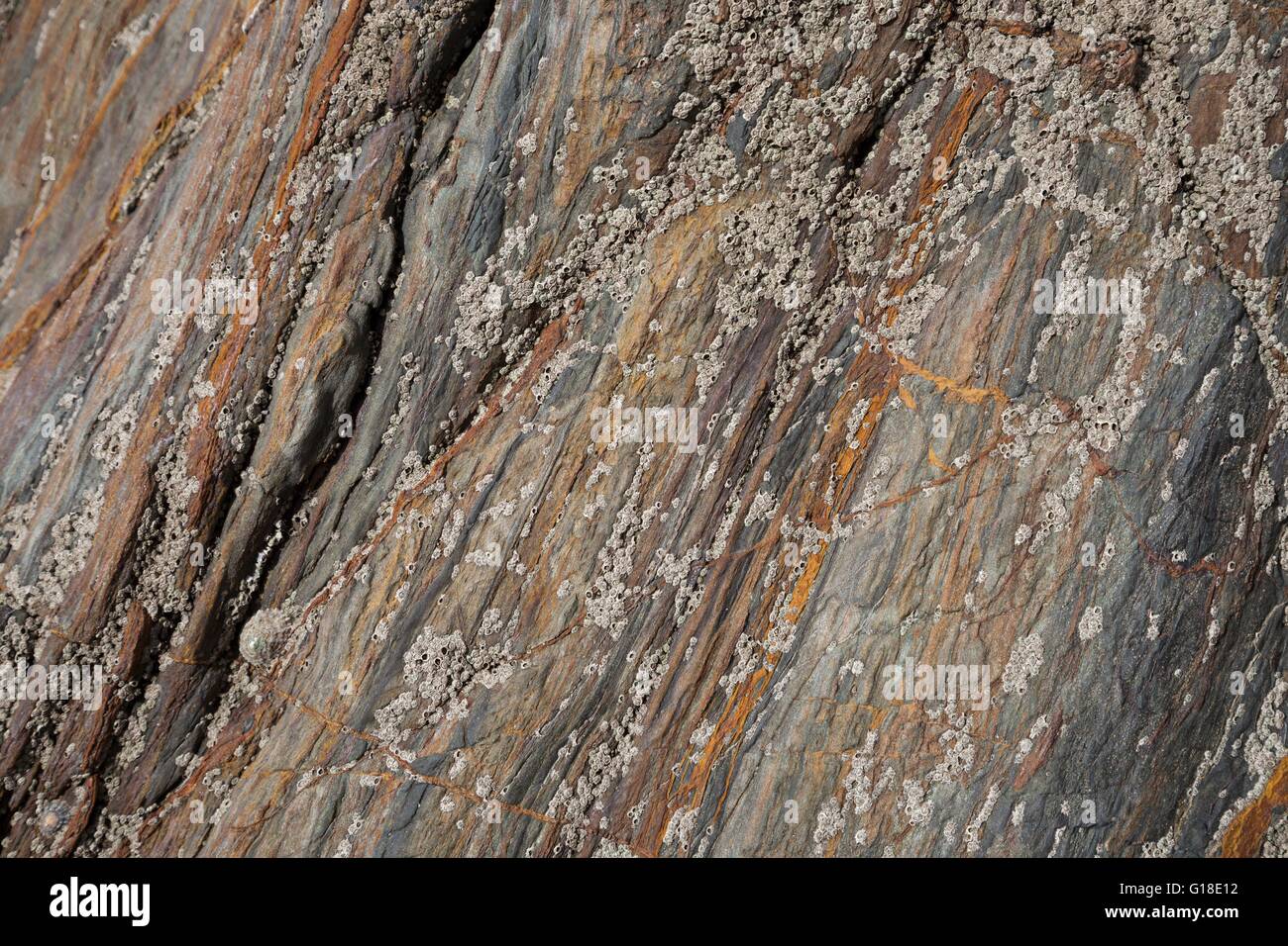 Barnacles on colourful rock, England Stock Photo - Alamy