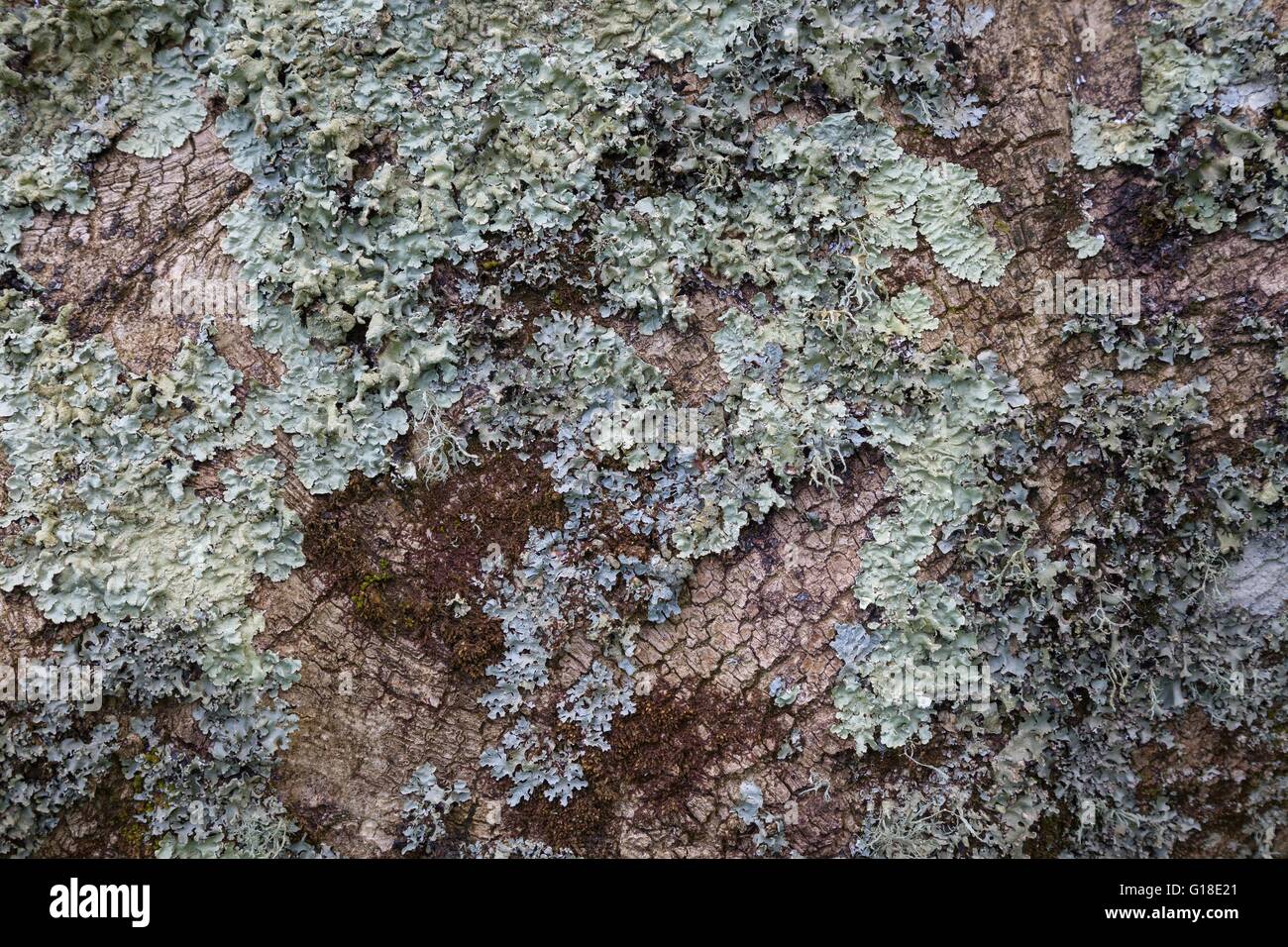Tree bark lichen nature hi-res stock photography and images - Alamy