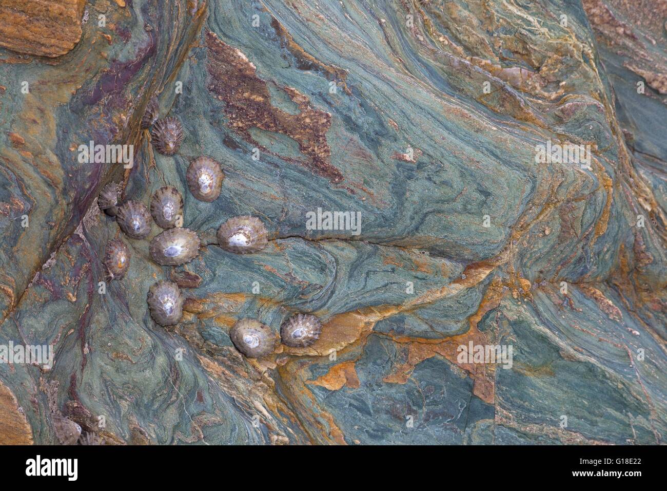 Sea shells on the rock hi-res stock photography and images - Alamy