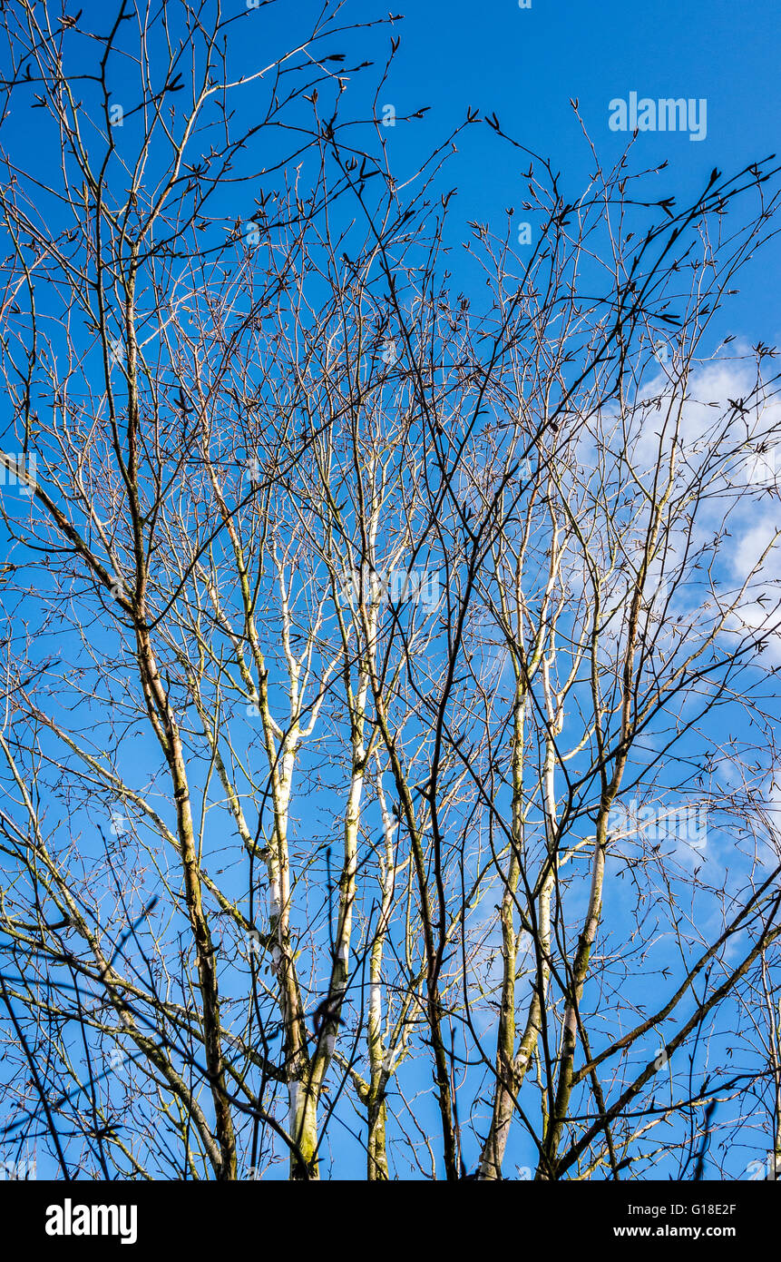 Silver birch tree against blue sky in early Spring Stock Photo - Alamy