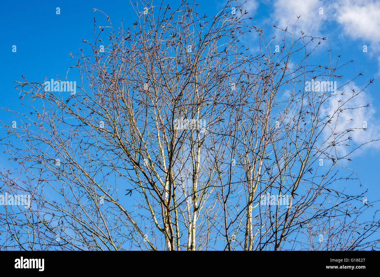 Silver birch tree against blue sky in early Spring Stock Photo - Alamy