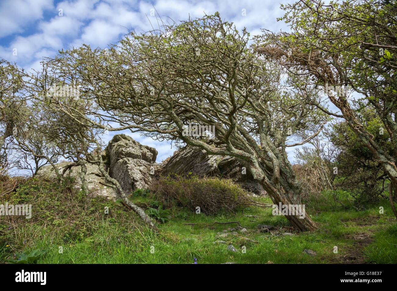 Trees bent by wind hi-res stock photography and images - Alamy