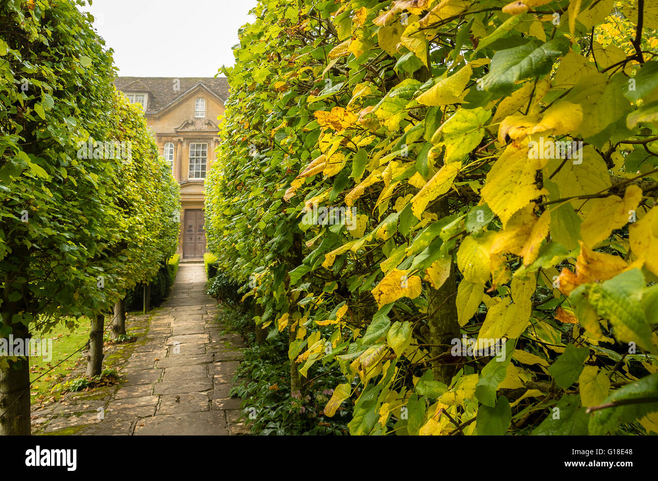 Pleached hi-res stock photography and images - Alamy