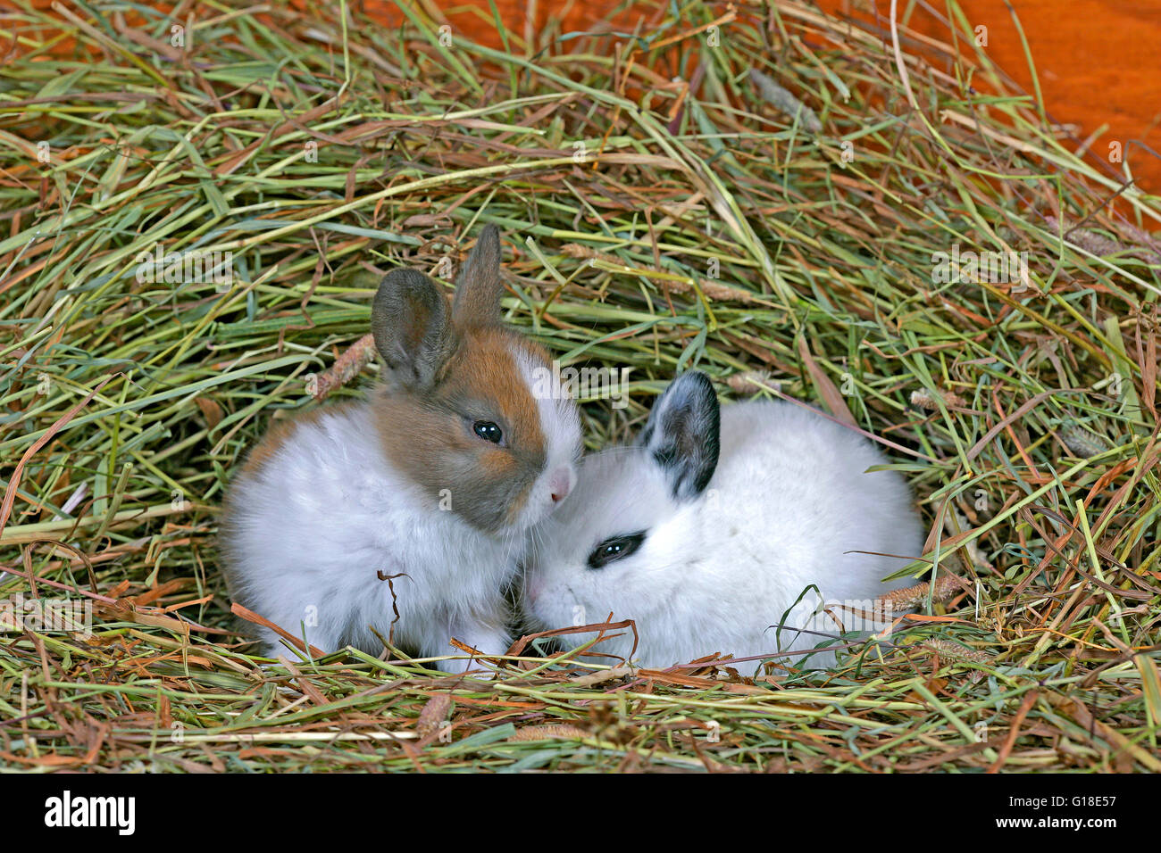 Two Adorable Baby Rabbits, sitting together in hay, few weeks old Stock ...