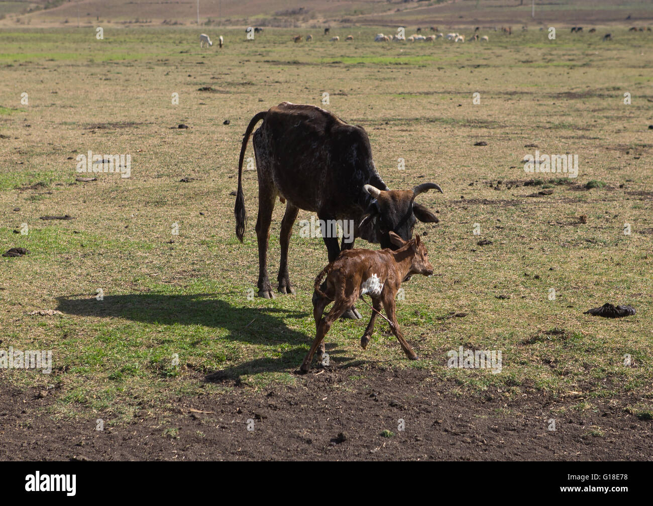 Baby birth africa hi-res stock photography and images - Alamy