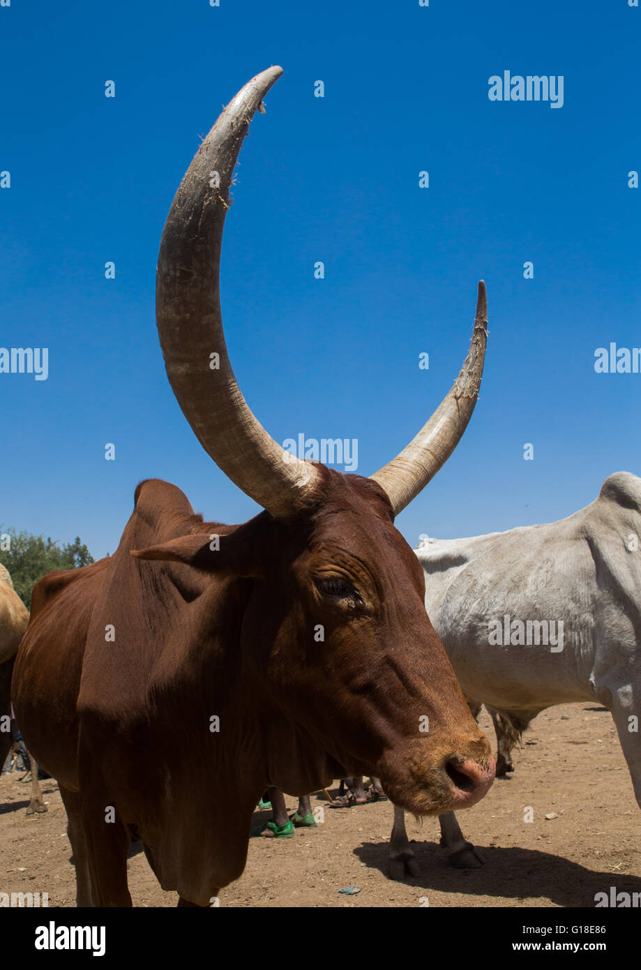 Ethiopia cow hi-res stock photography and images - Alamy