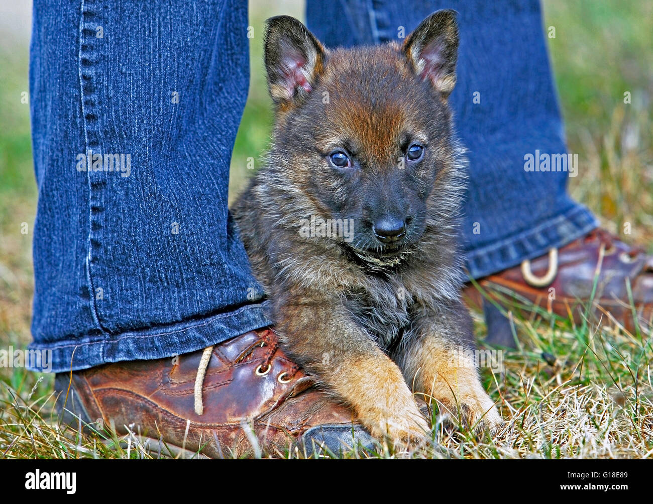 German Shepherd puppy, five weeks laying, cuddling on to human leg ...
