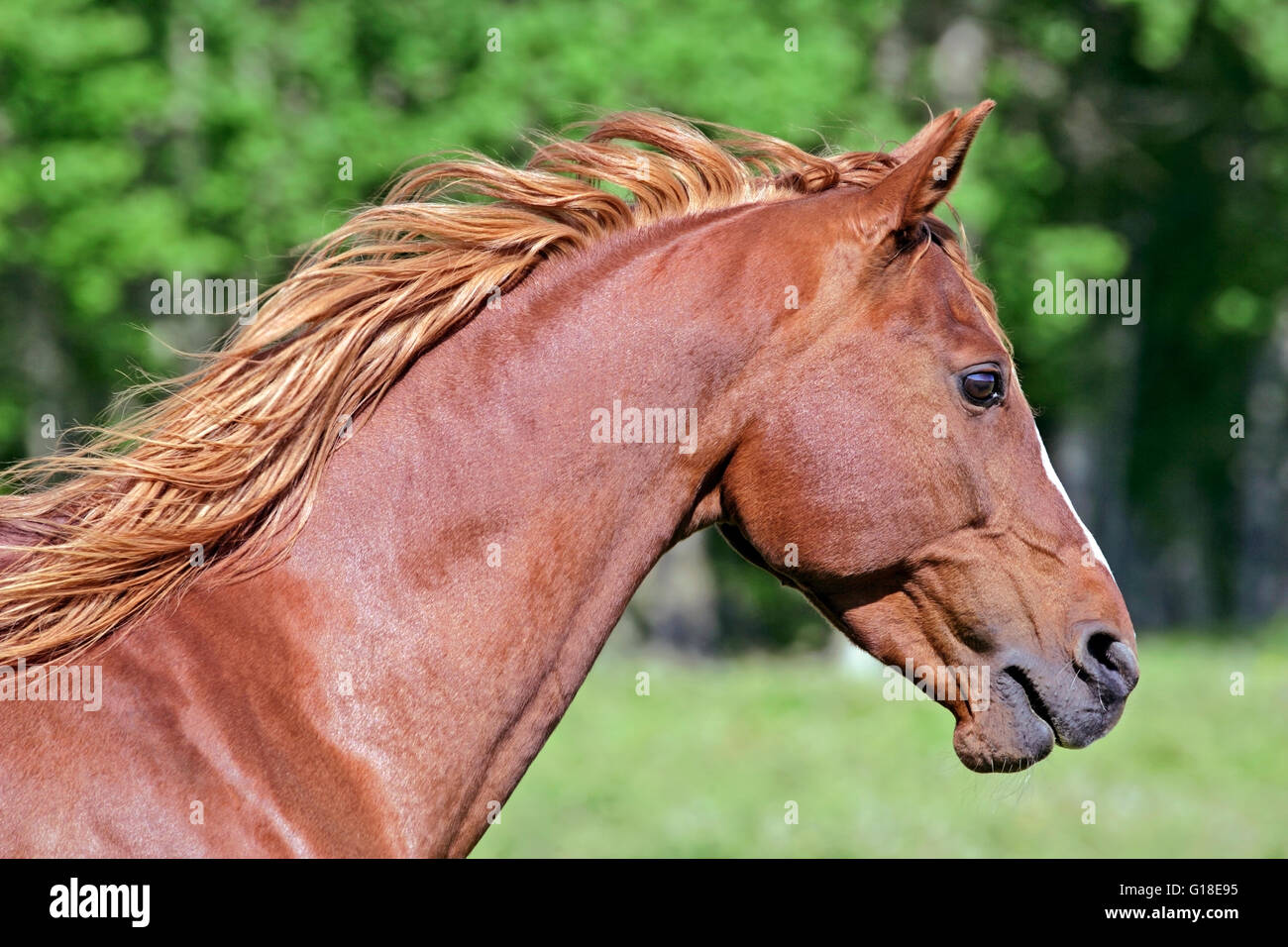 Arabian Horse, chestnut Stallion, portrait Head closeup Stock Photo - Alamy