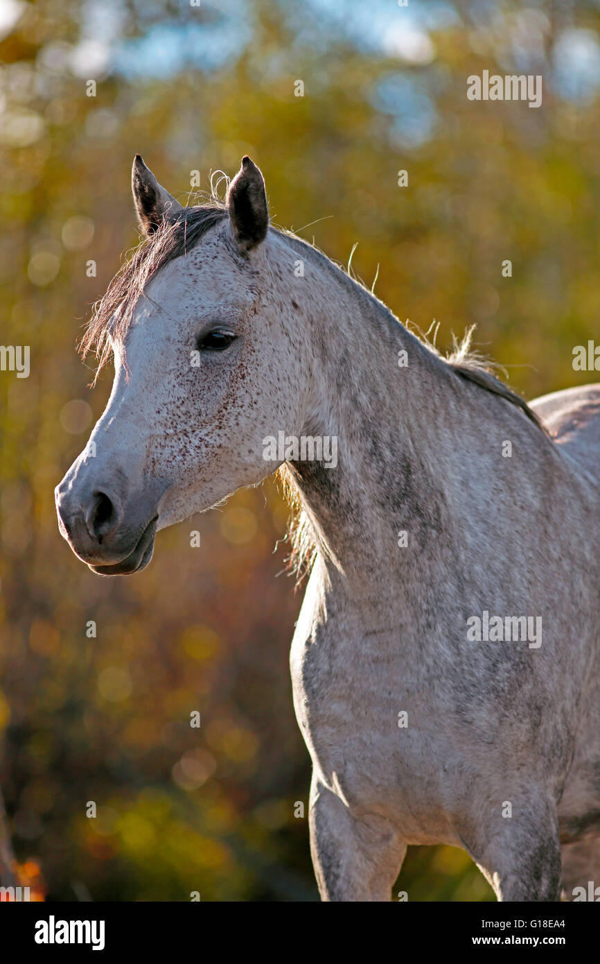 Portrait of an gray dapple Arabian Mare at pasture in late afternoon ...