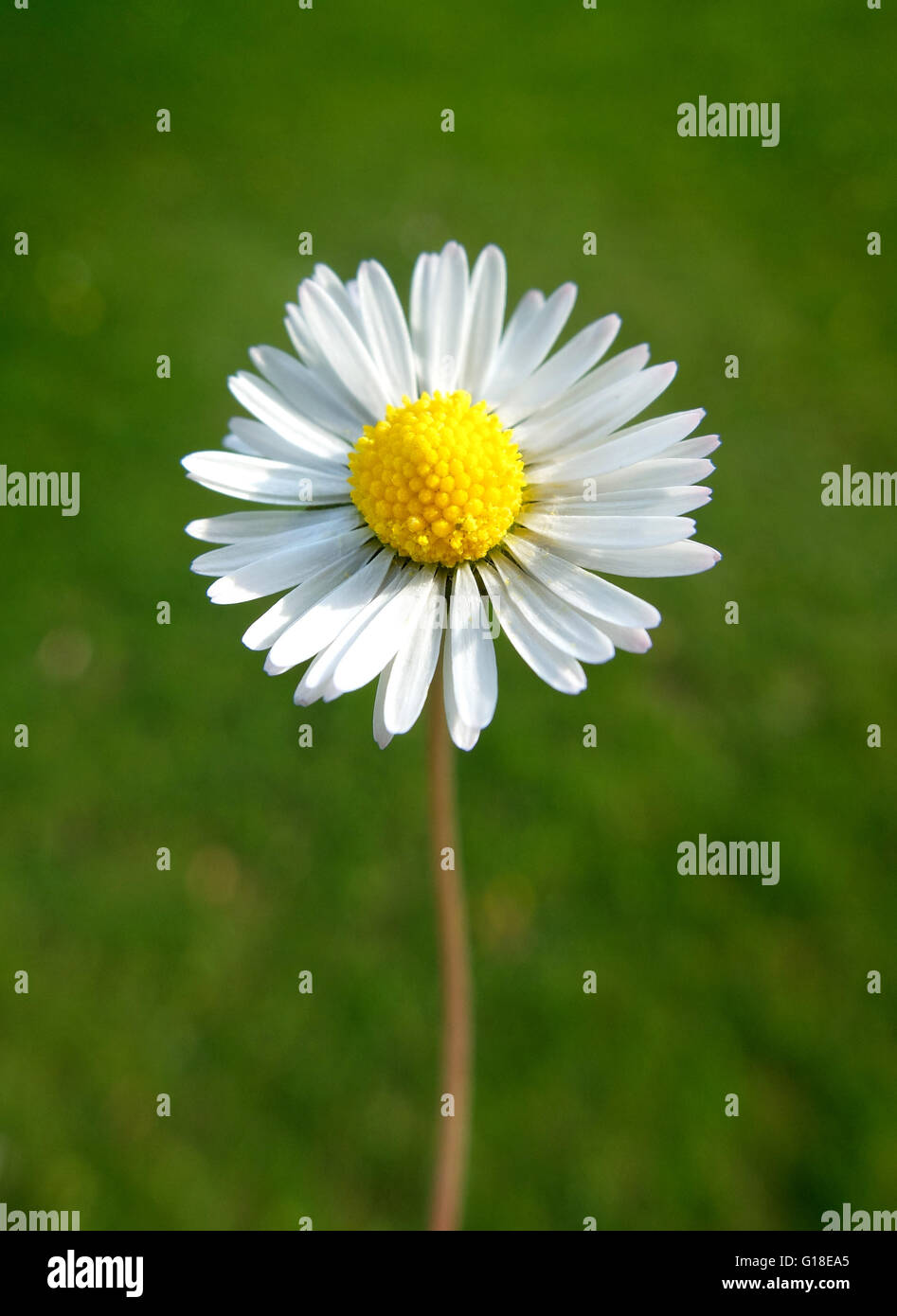 Daisy grass lawn green flower hi-res stock photography and images - Alamy