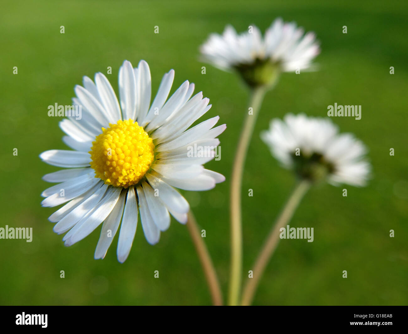 Daisy grass lawn green flower hi-res stock photography and images - Alamy