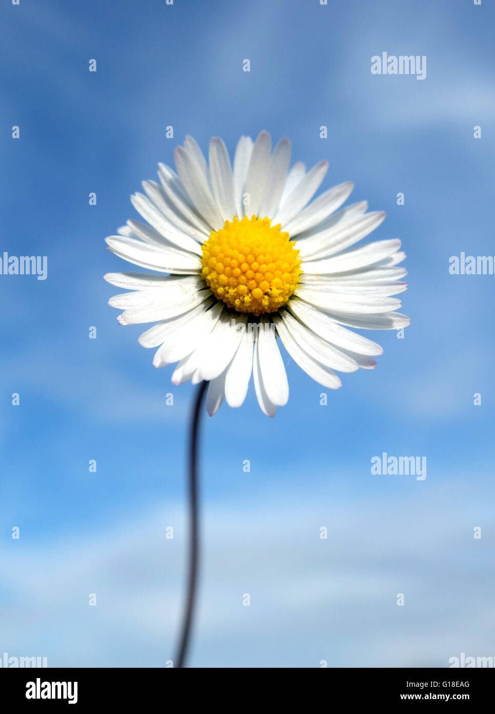 Single yellow daisy hi-res stock photography and images - Alamy