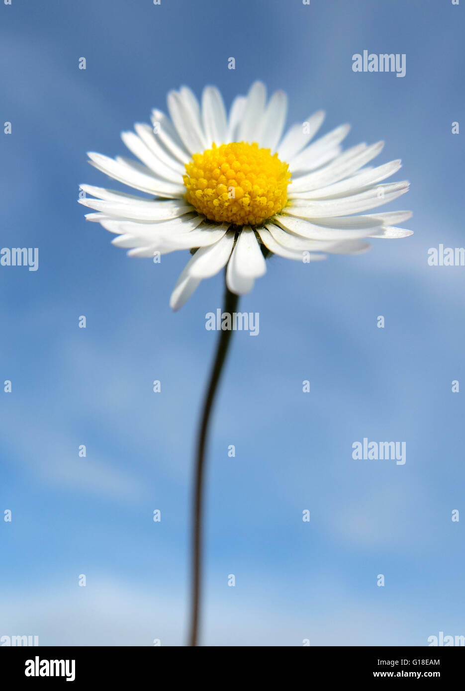 Single yellow daisy hi-res stock photography and images - Alamy