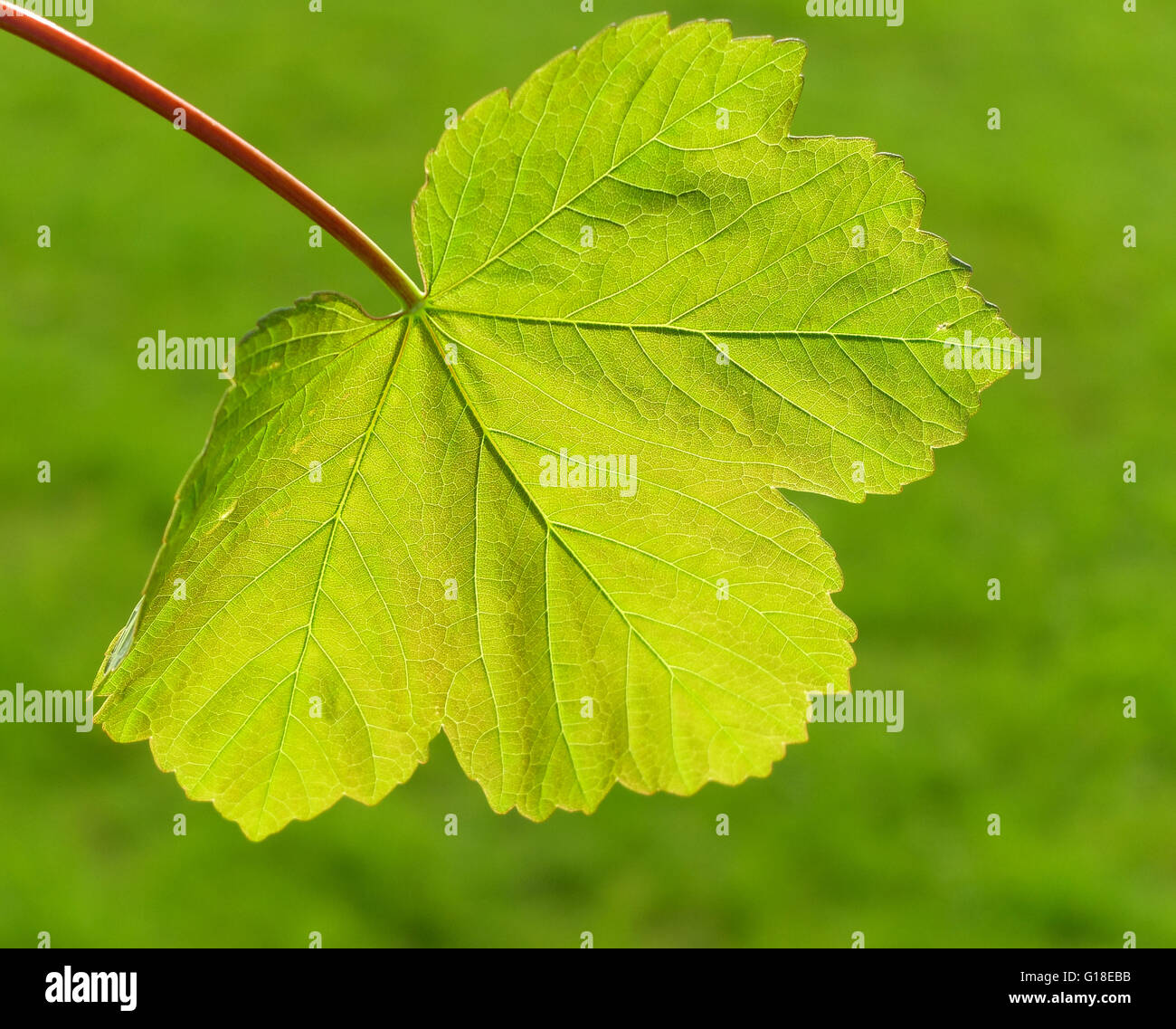 Sycamore leaf hi-res stock photography and images - Alamy