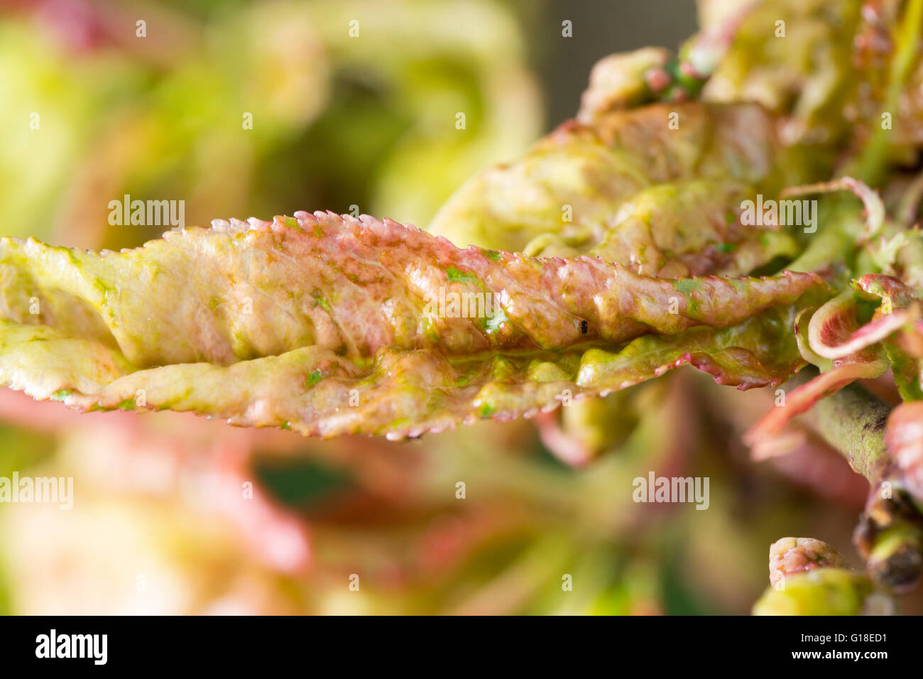 Nectarine tree fruit damage hi-res stock photography and images - Alamy