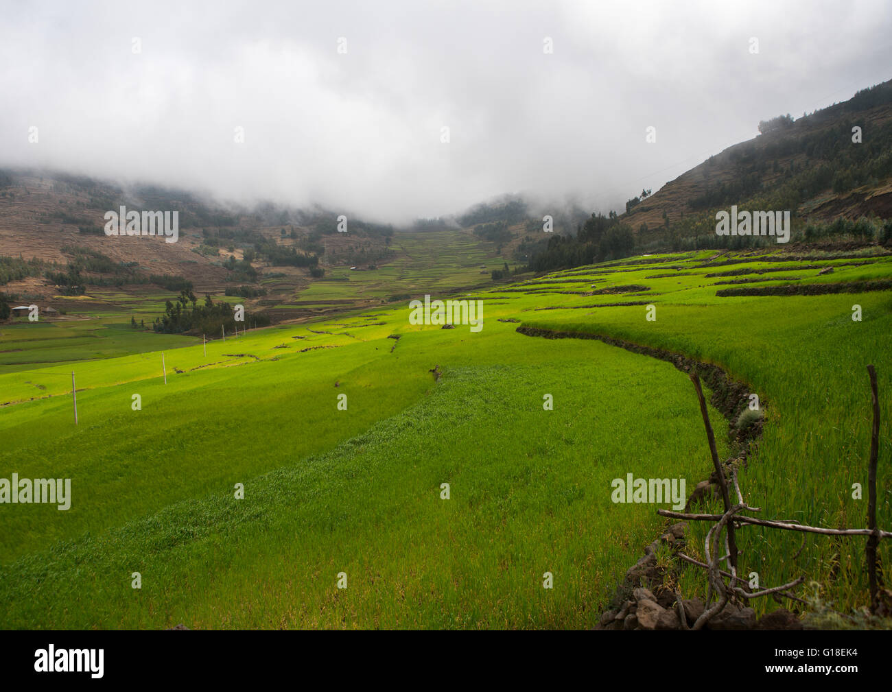 Green rice terraces, Amhara region, Lalibela, Ethiopia Stock Photo - Alamy