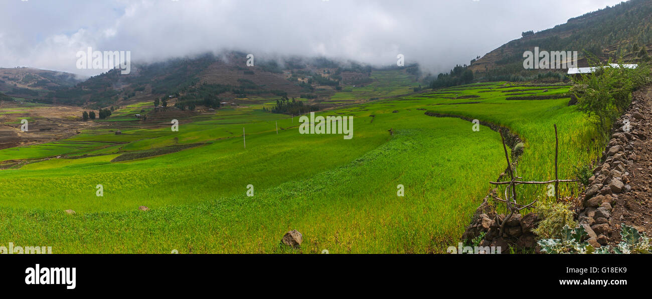 Green rice terraces, Amhara region, Lalibela, Ethiopia Stock Photo - Alamy
