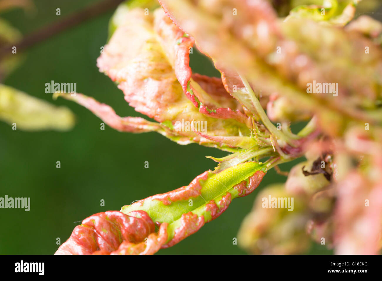 Nectarine tree fruit damage hi-res stock photography and images - Alamy