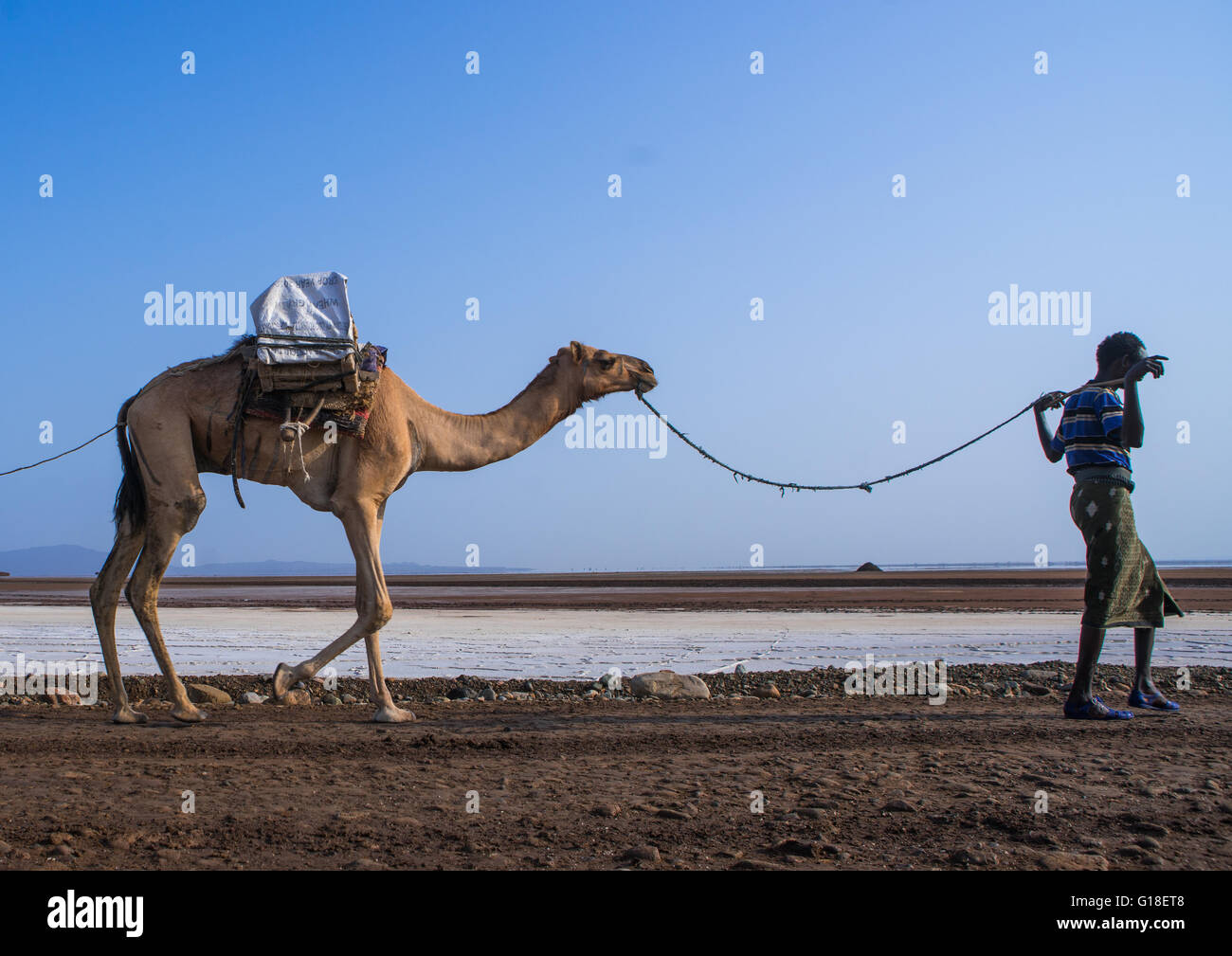 Afar tribe man camel caravans carrying salt blocks in the danakil ...